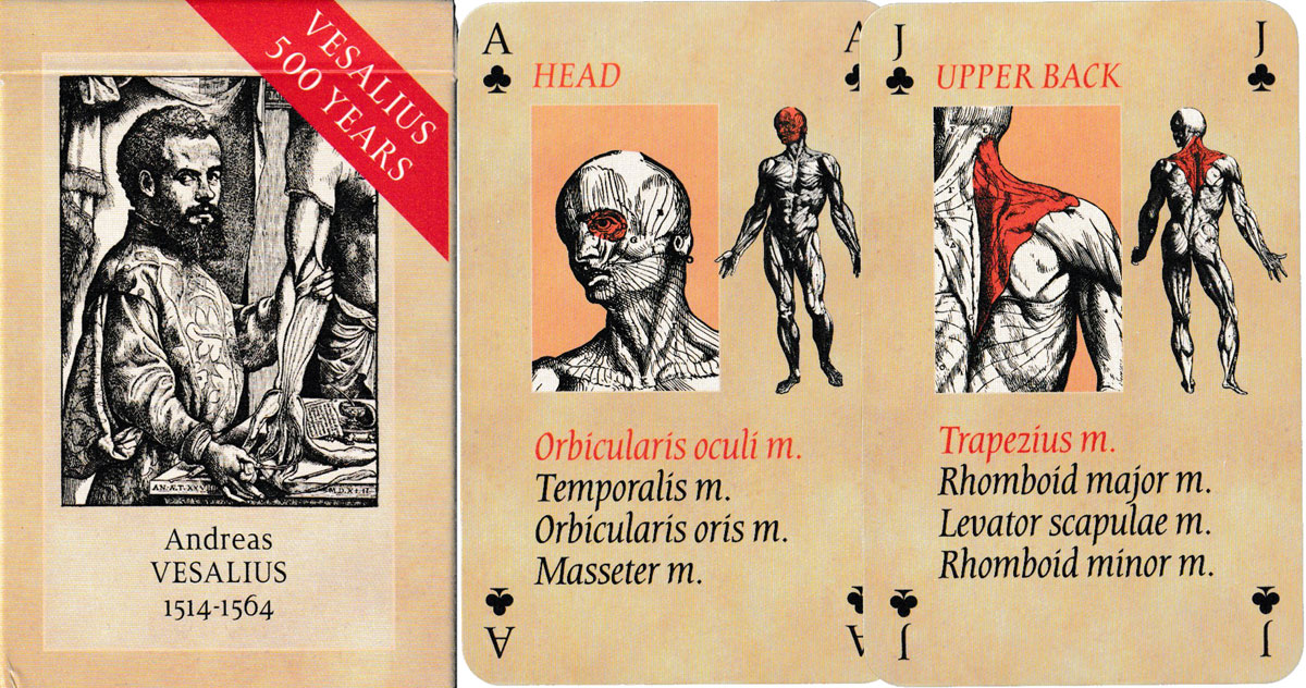 Vesalius Anatomy Card Game — The World of Playing Cards