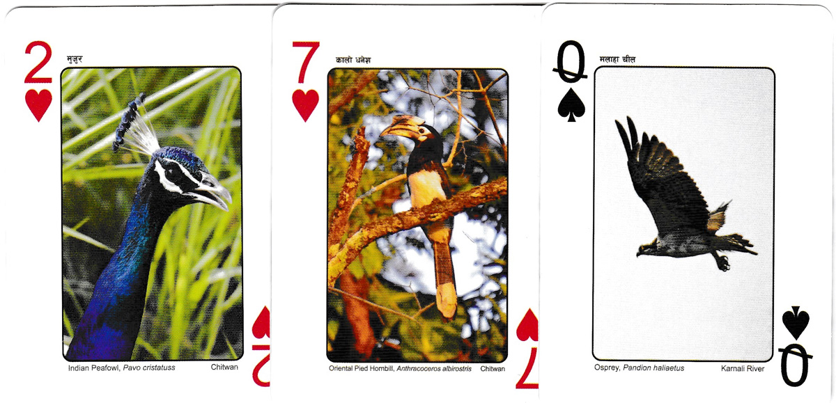 Birds of Nepal — The World of Playing Cards