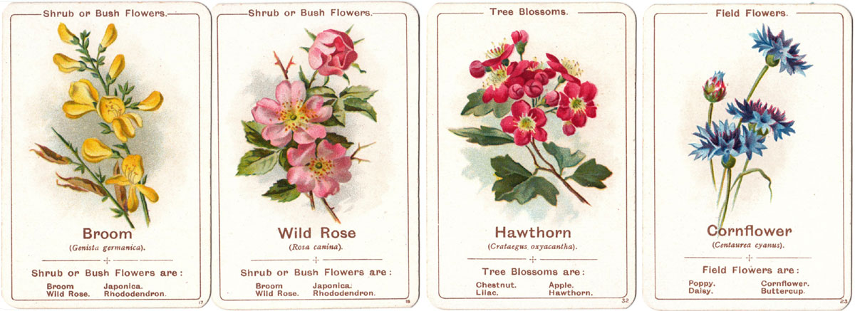 Flora — The World of Playing Cards