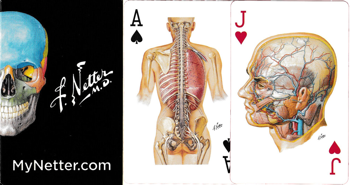 Netter playing cards — The World of Playing Cards